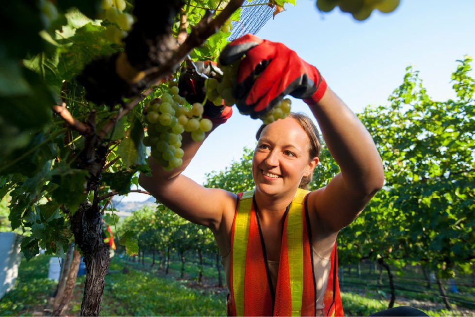 Wine Sector Support Program | Wine Growers Canada